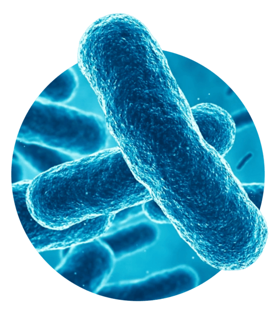 What is Legionella? Transmission, Symptoms, and Prevention Explained